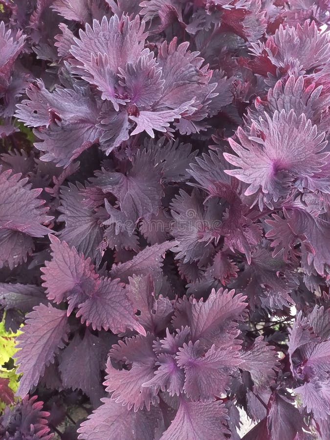 Coleus Plants that Have Purple Leaf Color Variations Stock Image ...