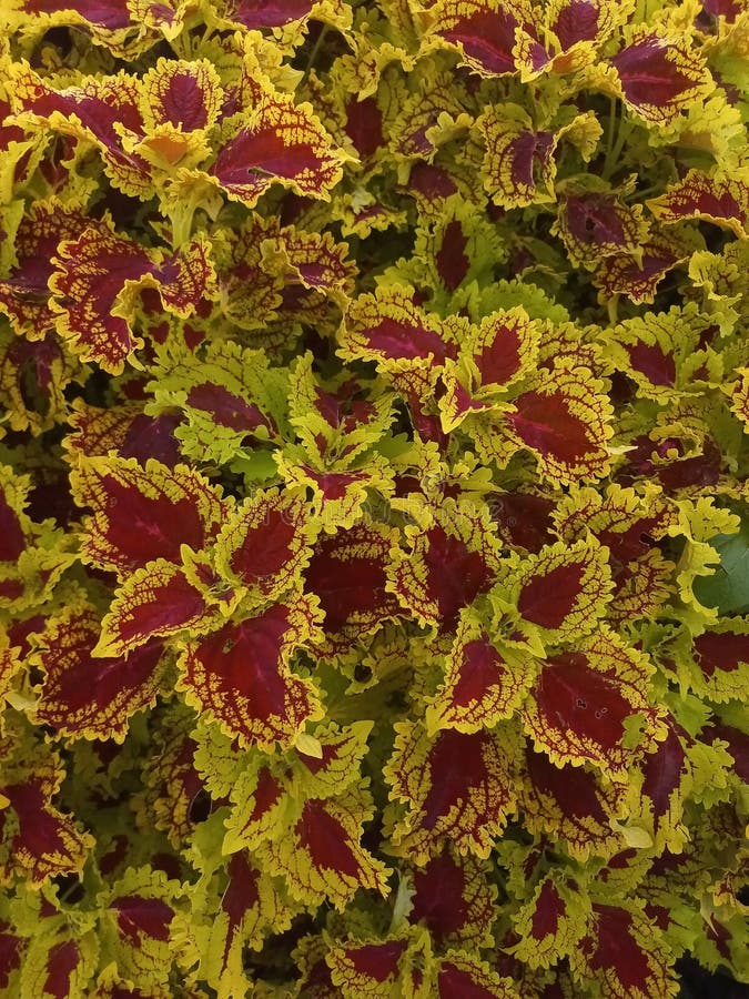 Coleus Plants that Have Yellow and Red Leaf Color Variations Stock ...