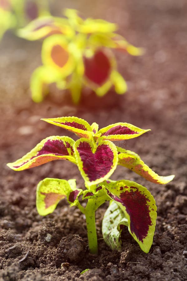 Fancy Coleus stock image. Image of colorful, botany, foliage - 24188605