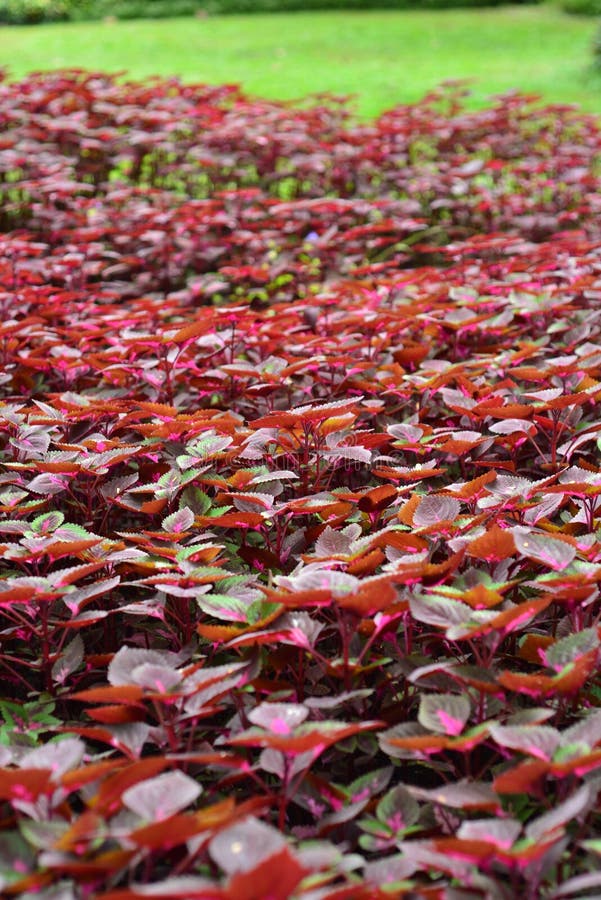 Coleus and Plectranthus Be Hril Beautiful Fuchsia. Stock Image - Image ...