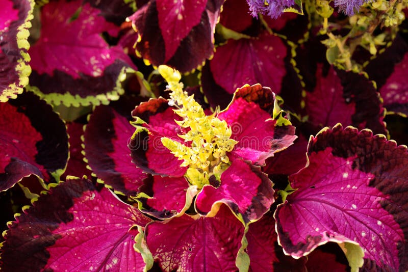 Coleus Plectranthus Scutellarioides Stock Photo - Image of botanical ...