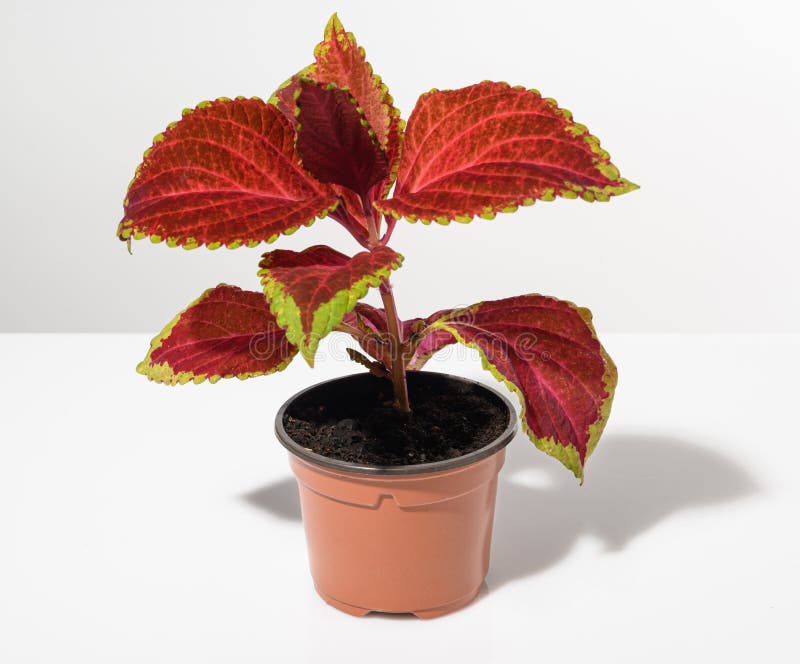 Coleus in a Pot on White Table Stock Image - Image of garden, plant ...