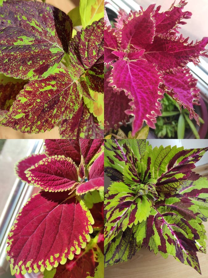 Coleus rainbow colors stock image. Image of coleus, rainbow - 306956533