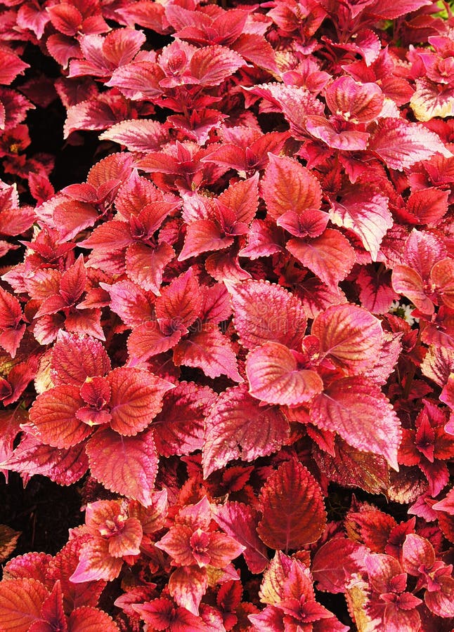 Coleus rose image stock. Image du jardin, botanique, été - 31879279