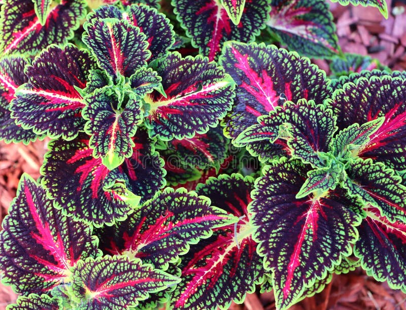 Coleus Scutellarioides (coleus) Stock Photo - Image of nudiflorus ...