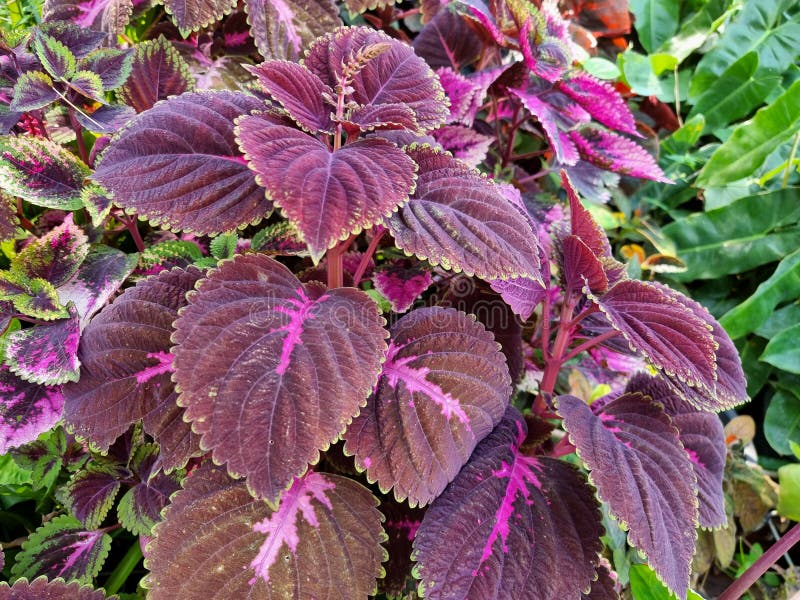 Coleus Scutellarioides Oder Gestrichene Nessel Stockbild - Bild von ...