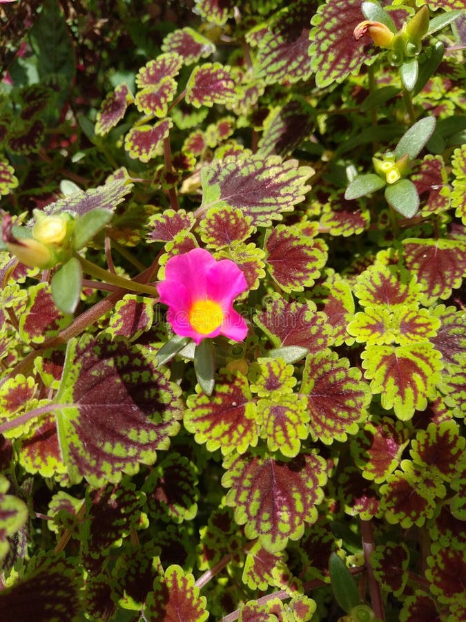 Coleus Scutellarioides editorial photo. Image of lilac - 254323741