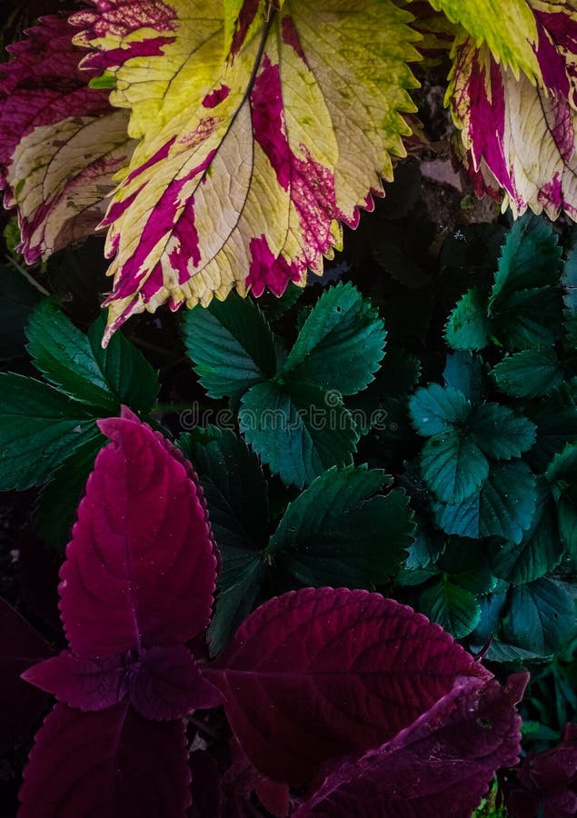 Coleus & X28;Solenostemon& X29; Red Head and Alabama Sunset Flower ...