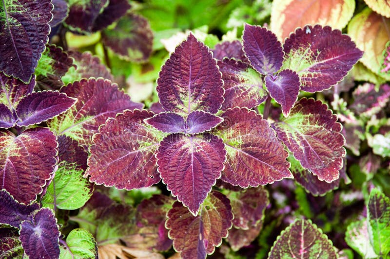 Coleus Solenostemon Scutellarioides Stock Photo - Image of coleus ...