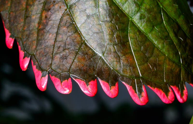 Coleus Sp. - Jagged Red Leaf Edge of a Decorative Tropical Plant in a ...