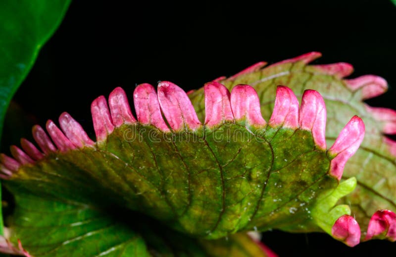 Coleus Sp. - Jagged Red Leaf Edge of a Decorative Tropical Plant in a ...
