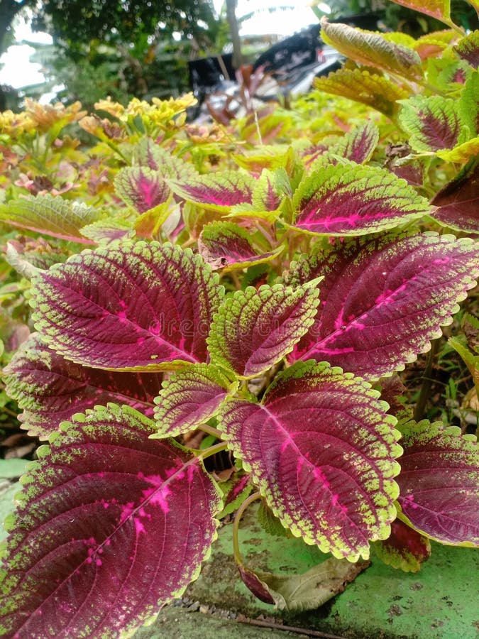 Coleus tricolor plant stock photo. Image of food, herb - 269464072