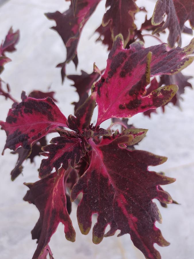 Coleus Variety Red, Maroon Leaves Stock Image - Image of lush ...