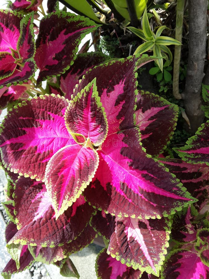 Coleus Versa Watermelon Plant Editorial Photo - Image of nature, coleus ...
