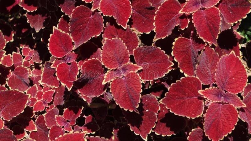 Coleus Wizard Red Velvet stock video. Video of gardening - 42398361