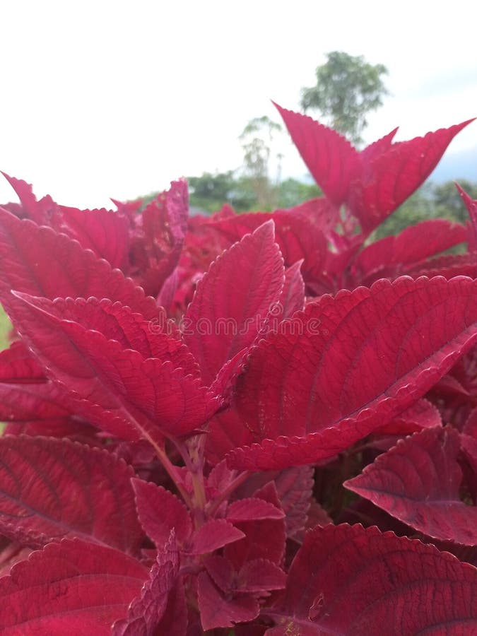 Coleus Wizard Velvet Plant with Maroon Leaves Stock Image - Image of ...