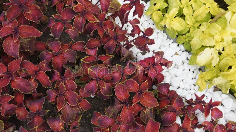 Coleus, wizard velvet red stock photo. Image of blossom - 372453286