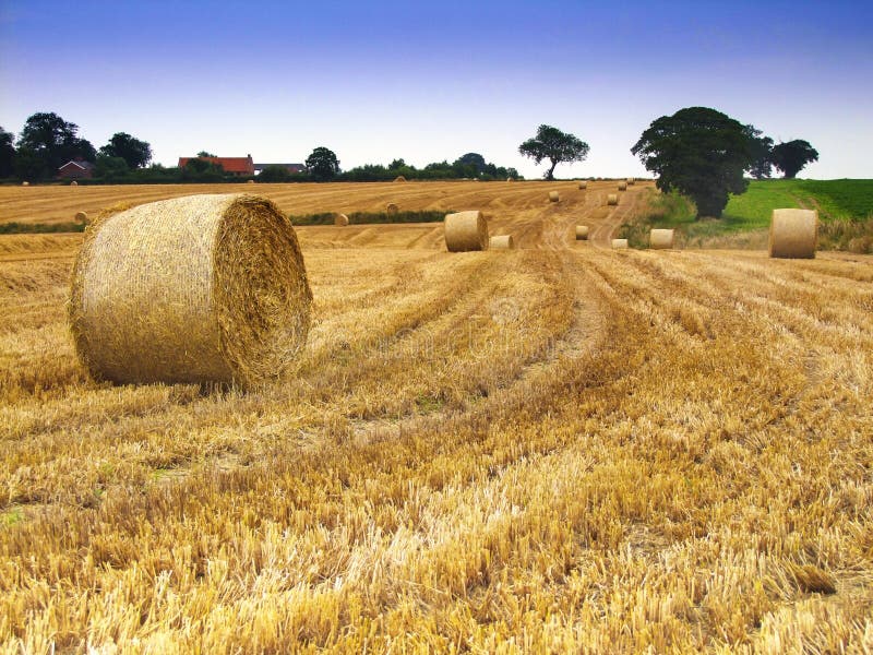 Colheita imagem de stock. Imagem de campo, colheita, rural - 51183379