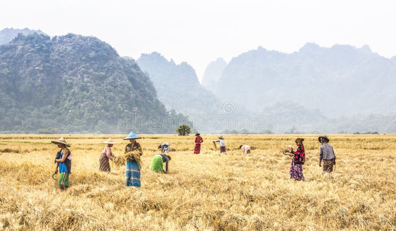 Colheita foto de stock editorial. Imagem de mianmar, nave - 58055138