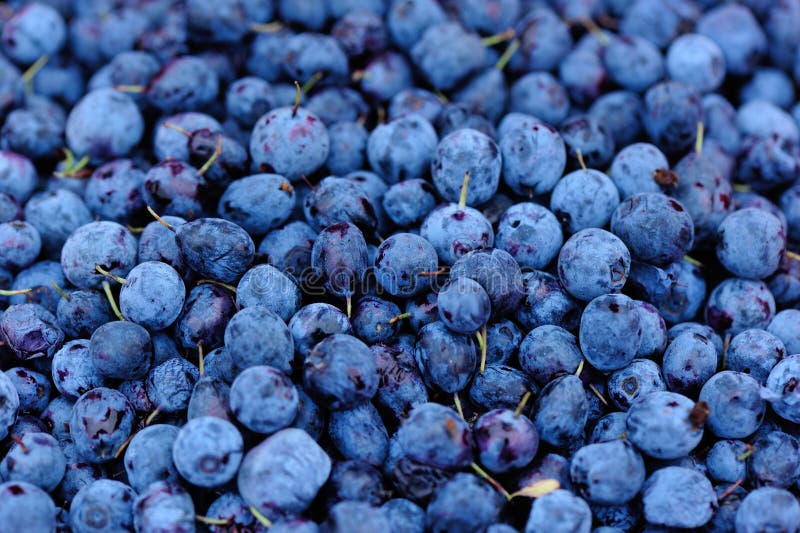 Colheita De Mirtilos Frescos Foto de Stock - Imagem de gostoso, roxo ...