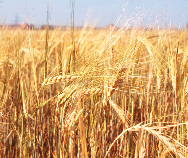 Colheita do centeio foto de stock. Imagem de céu, fazenda - 13910416