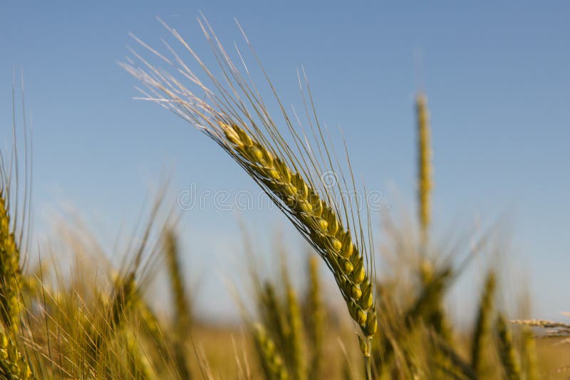 Colheita do centeio imagem de stock. Imagem de dourado - 14348431