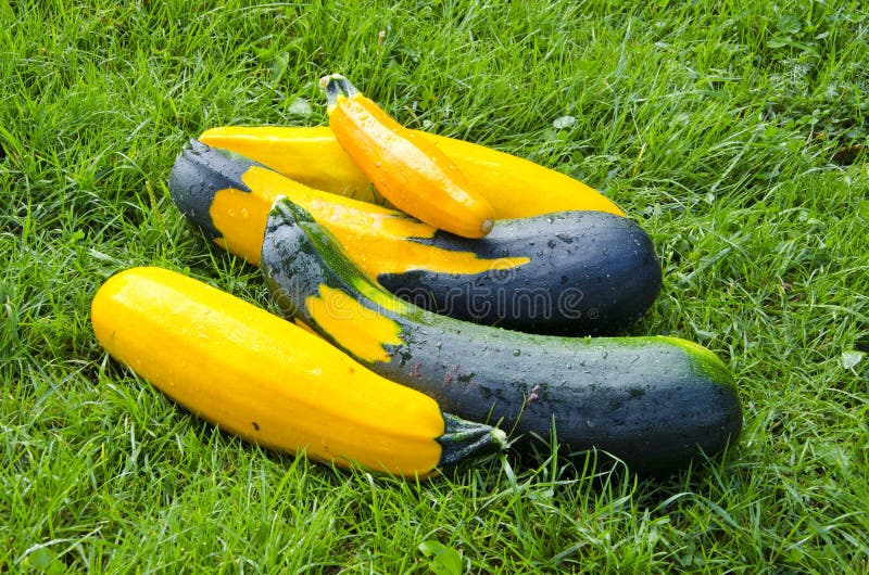 Colheita Verde E Amarela Dos Courgettes Foto de Stock - Imagem de ...