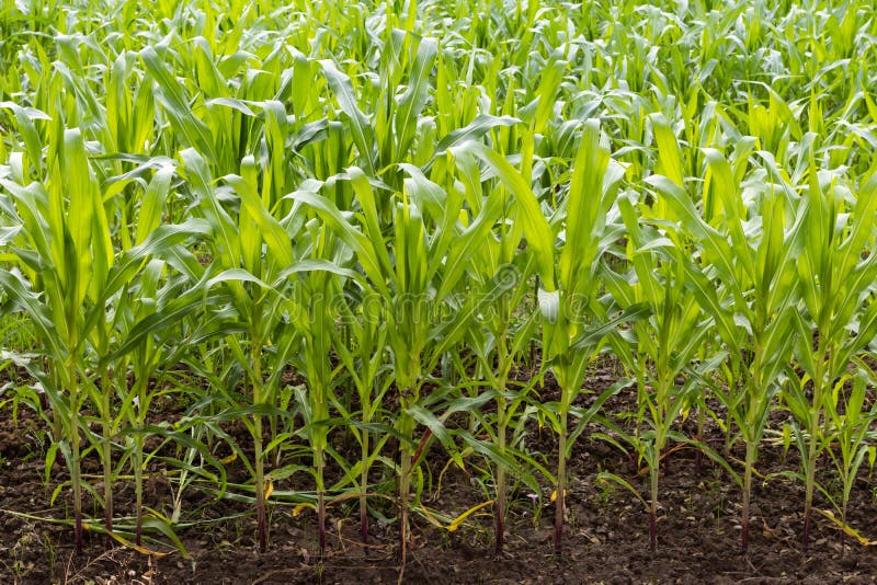 Colheitas Das Folhas Do Milho Foto de Stock - Imagem de conceito, linha ...