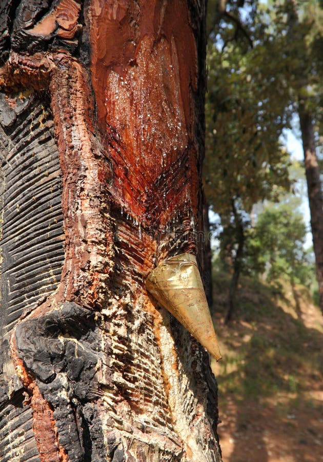 Resina Do Pinho Que Recolhe O Potenciômetro No Pinheiro 1 Foto de Stock ...