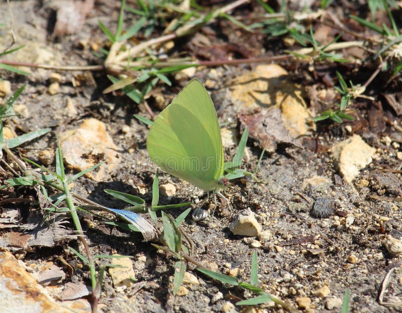 Mud Puddling Action by a Coliadinae Subfamily Butterfly Stock Photo ... Mud Puddling Action by a Coliadinae Subfamily Butterfly Stock Photo ...