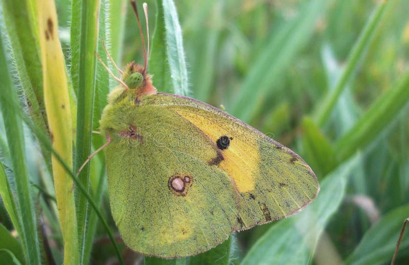 Colias Croceus, Clouded Yellow Stock Image - Image of insect, croceus ...
