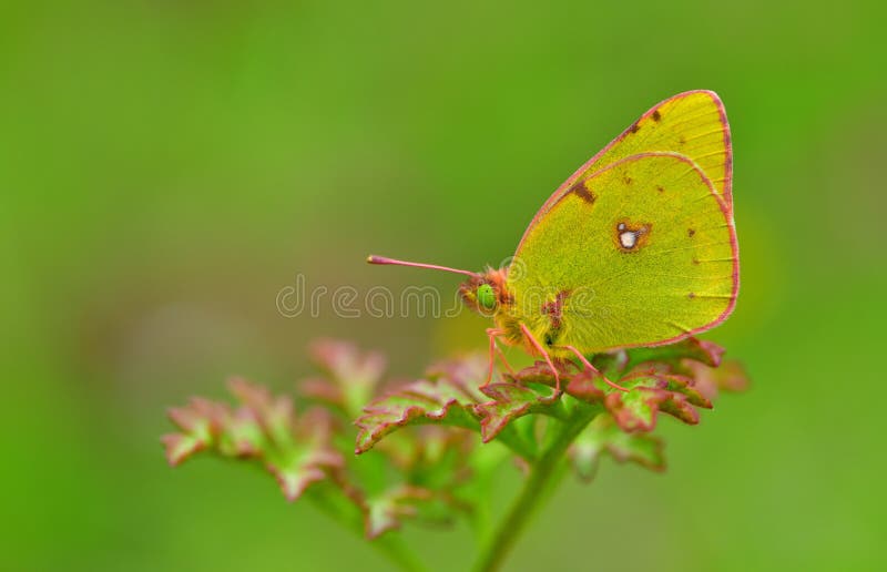 Colias croceus 418 stock photo. Image of colors, colias - 305970056