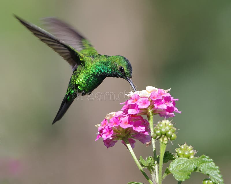 Nettare Bevente Del Colibrì Dal Fiore Rosa Colibrì Che Succhia Nettare ...