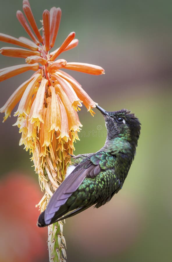 Magnifico colibrì in volo immagine stock. Immagine di aviario - 160632573
