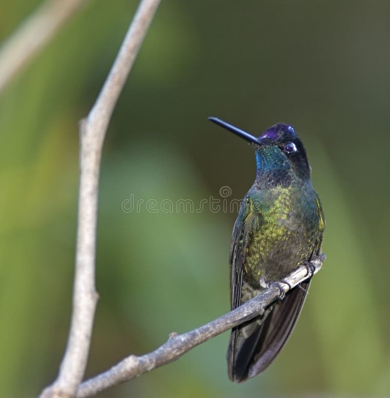 Magnifico colibrì in volo immagine stock. Immagine di aviario - 160632573