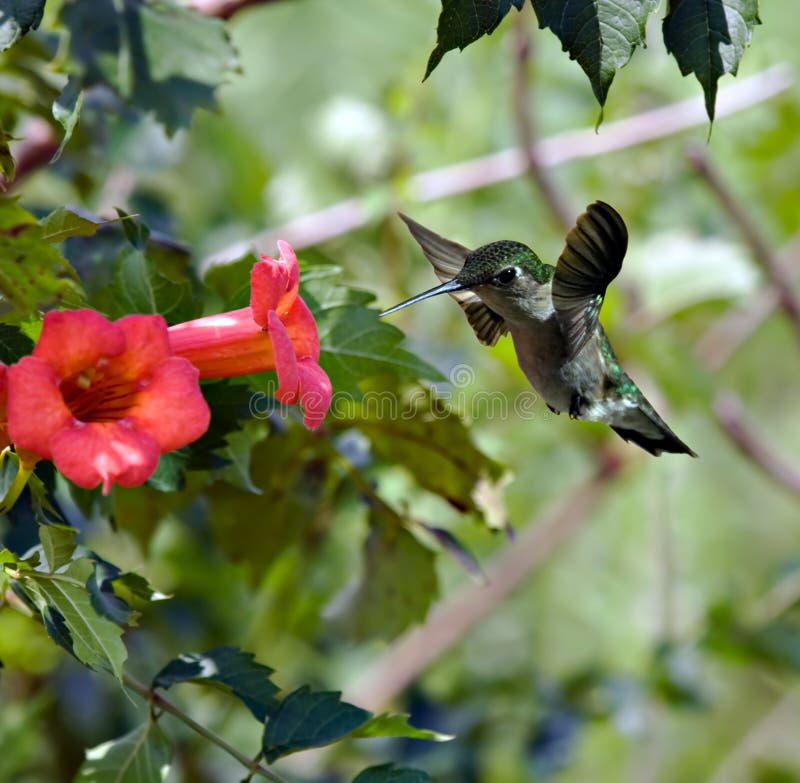 Colibrí (3) imagen de archivo. Imagen de fauna, animal - 3040145