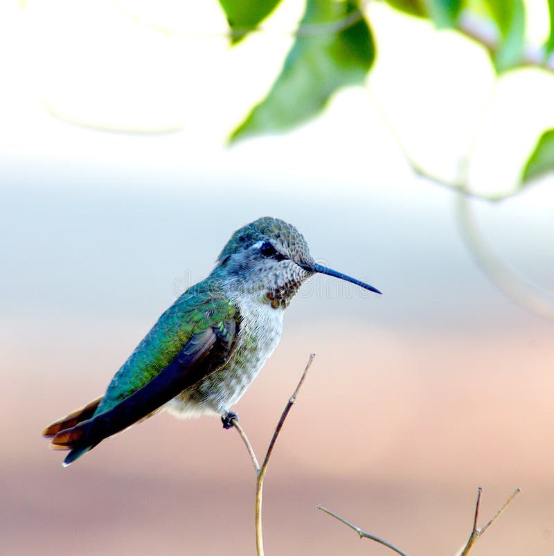 Colibrí imagen de archivo. Imagen de agobiado, colorido - 30547