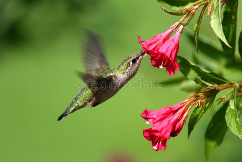 El Colibrí Sobre Rosa Florece El Fondo Imagen de archivo - Imagen de ...