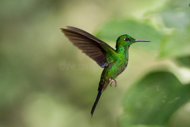 El Colibrí Brillante Verde-coronado Imagen de archivo - Imagen de ...