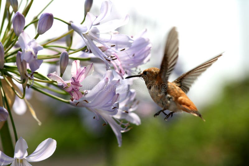Colibrí con la flor foto de archivo. Imagen de hermoso - 6472402