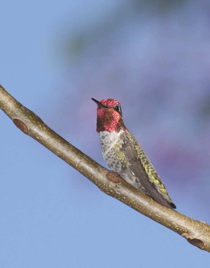 Colibrí de Ana foto de archivo. Imagen de horizontal - 18010686