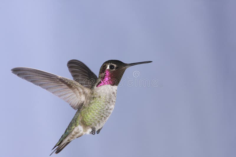 Colibrí de Ana imagen de archivo. Imagen de fauna, vuelo - 13411759