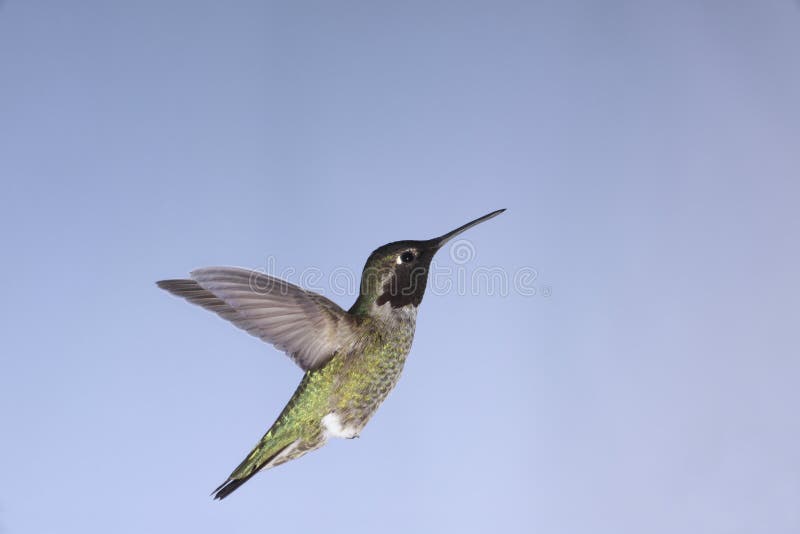 Colibrí de Ana imagen de archivo. Imagen de aviar, horizontal - 13556165