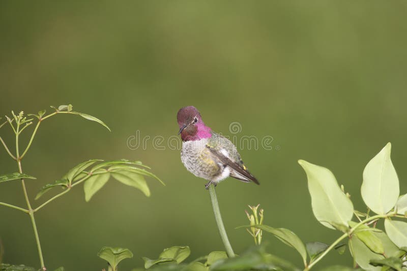 Colibrí de Ana foto de archivo. Imagen de verde, animal - 18010672