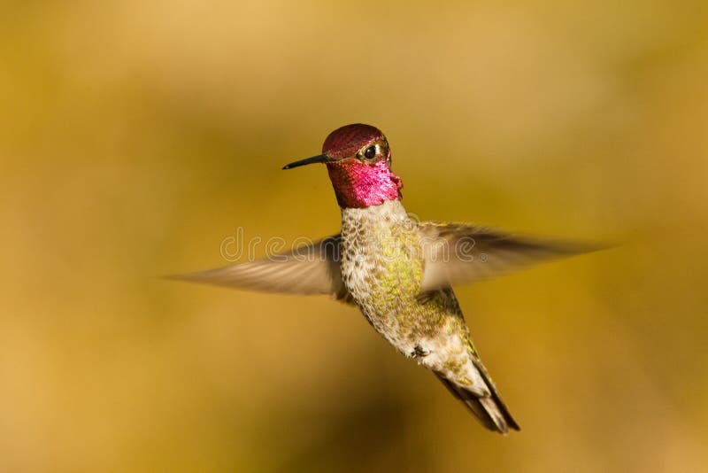Colibrí de Ana imagen de archivo. Imagen de fauna, vuelo - 13411759
