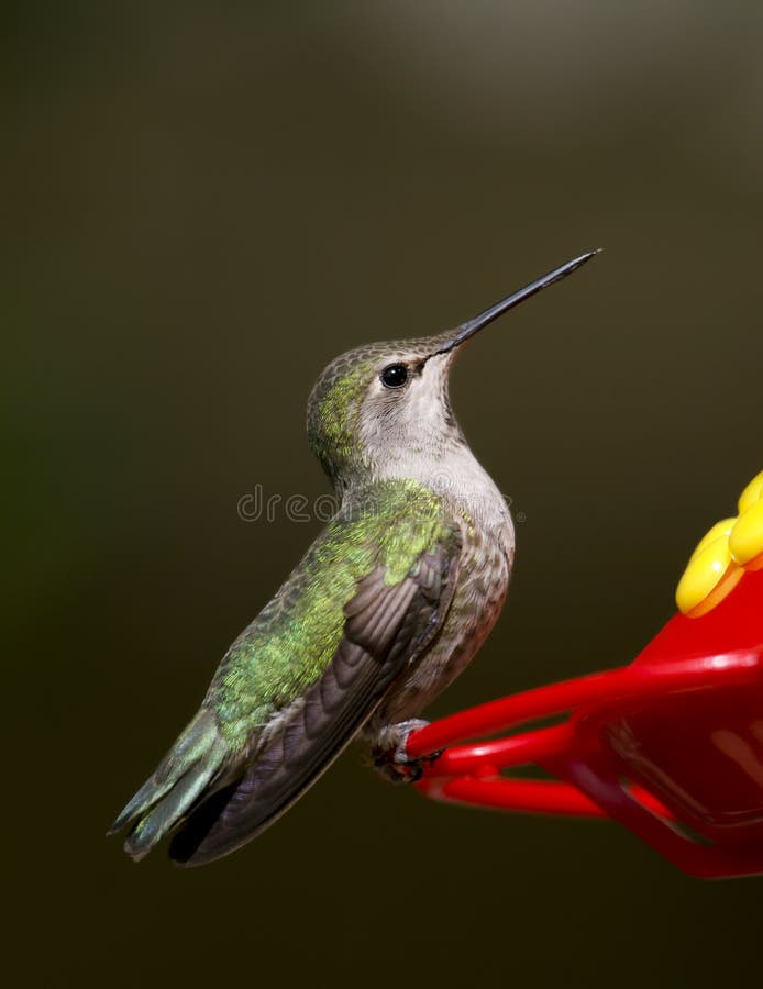 Colibrí de Ana imagen de archivo. Imagen de perfilando - 4872367