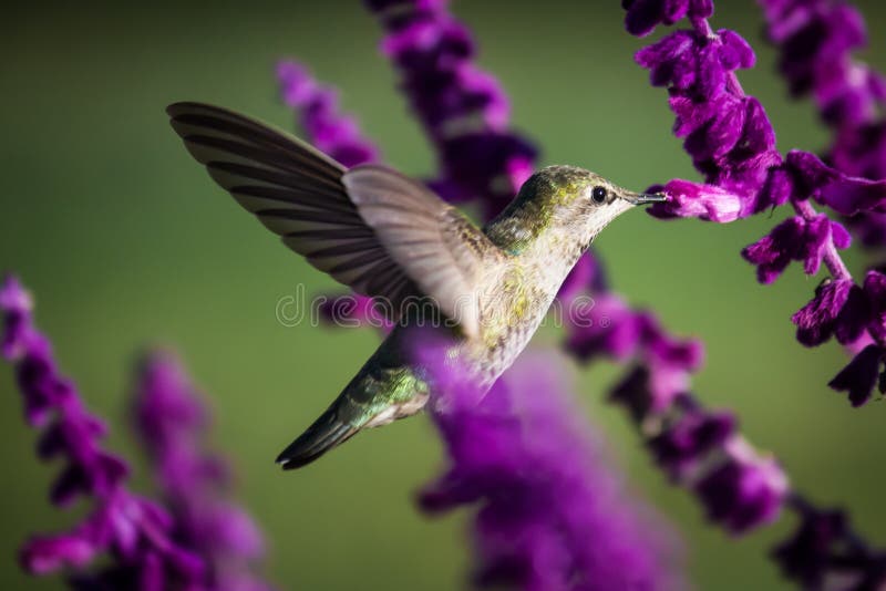 Colibrí Del ` S De Ana En Vuelo Con Las Flores Púrpuras Imagen de ...