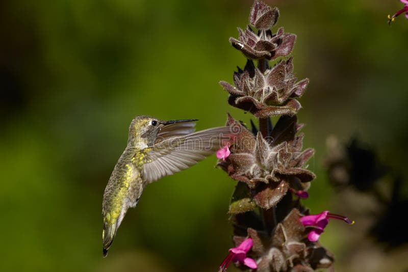 Colibrí De Ana, Calypte Ana Imagen de archivo - Imagen de flor, gris ...