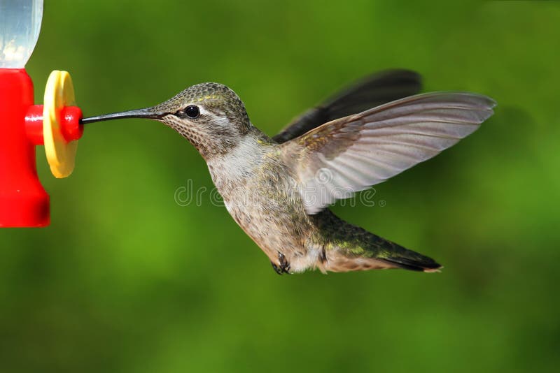 Colibrí De Annas (Calypte Ana) Imagen de archivo - Imagen de plumas ...