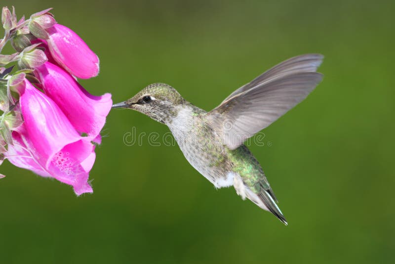 Colibrí De Annas (Calypte Ana) Imagen de archivo - Imagen de plumas ...